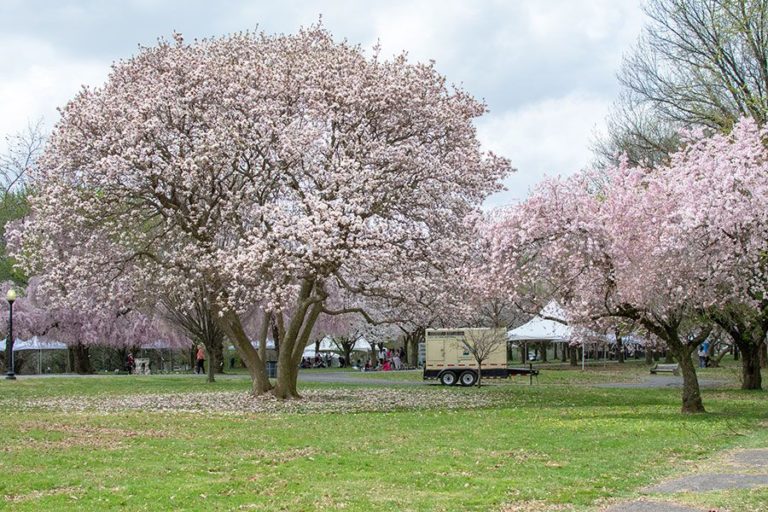 Why You Should See The Philadelphia Cherry Blossoms - Reverberations